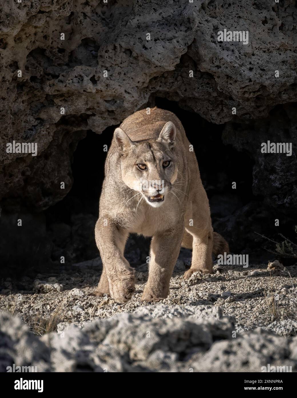 Puma, Mountain Lion, Cougar, Panther, catamount (Puma concolor), Torres ...