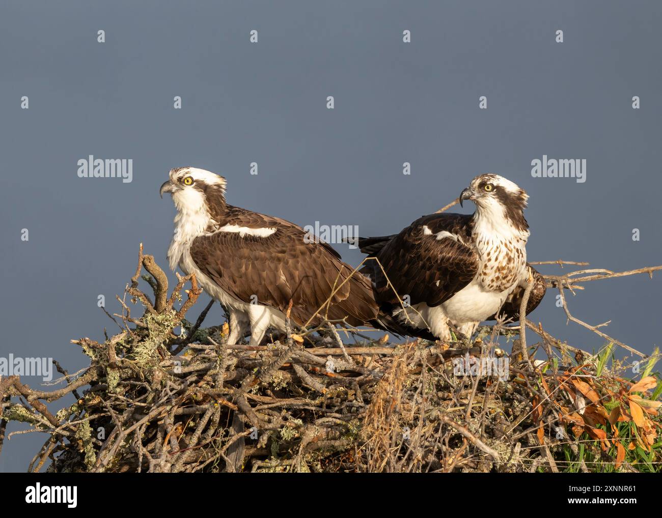 Osprey Hawk or fish hawk (Pandion haliaetvus) in flight bringing fish ...