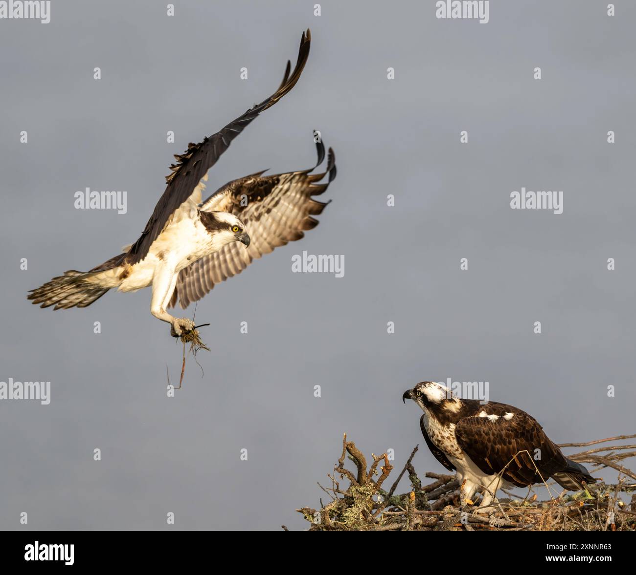 Osprey Hawk or fish hawk (Pandion haliaetvus) in flight bringing fish ...