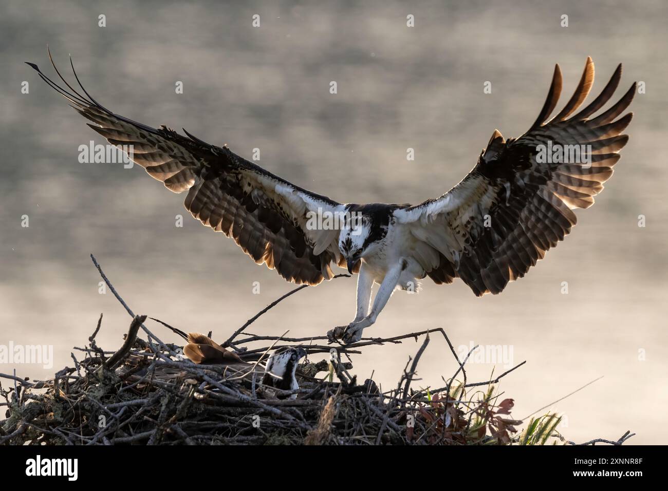 Osprey Hawk or fish hawk (Pandion haliaetvus) in flight bringing fish ...