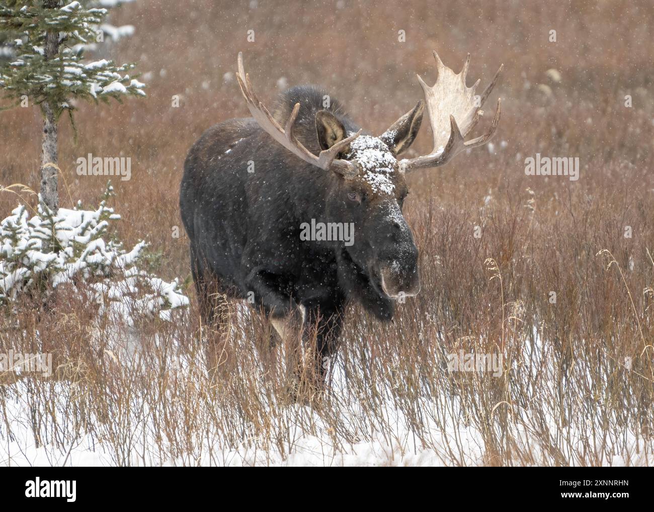 Bull Moose (Alces alces) in early winter, Yellowstone National Park ...