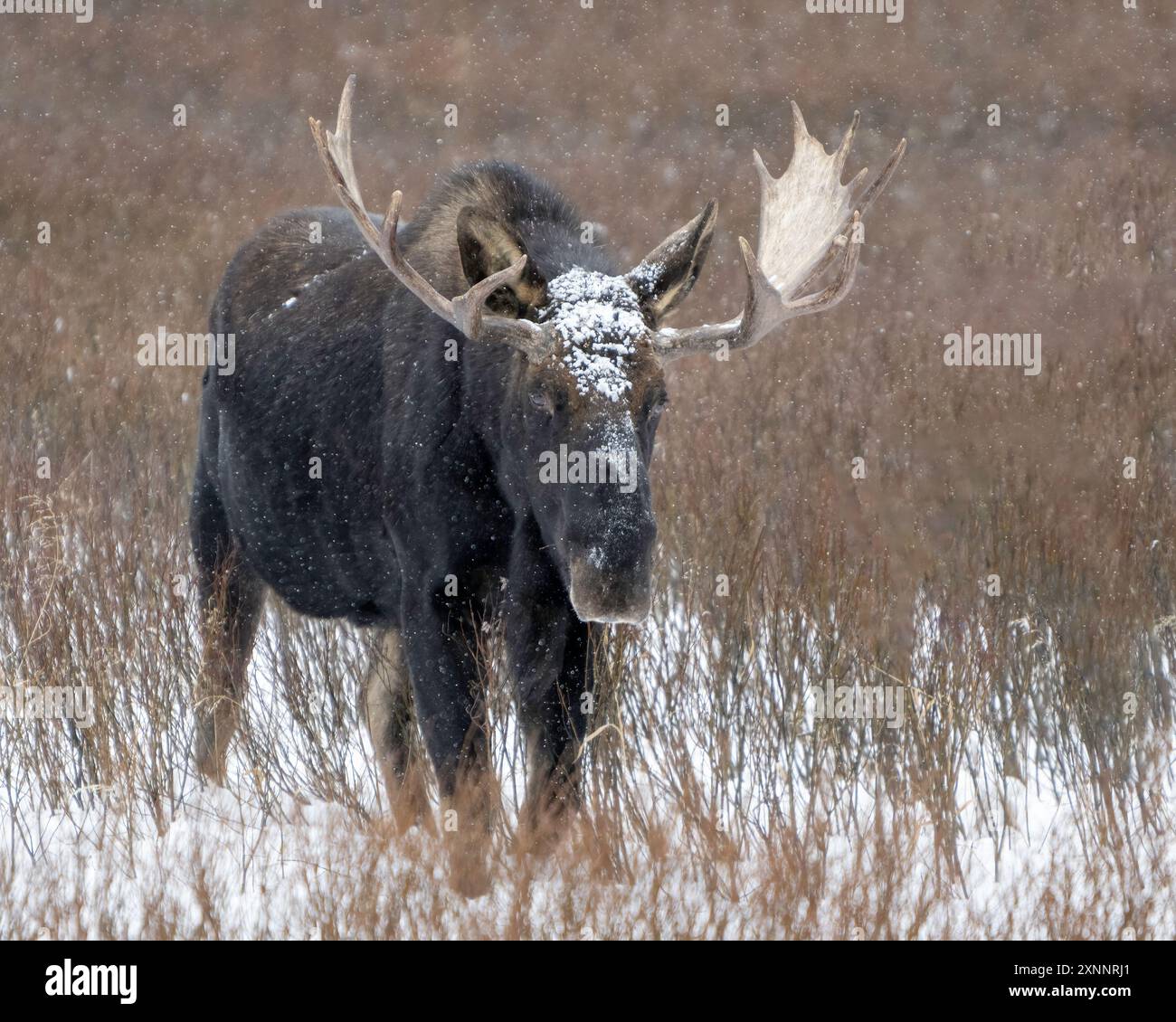 Bull Moose (Alces alces) in early winter, Yellowstone National Park ...