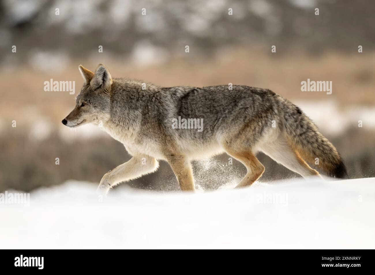Coyote tracks in snow hi-res stock photography and images - Alamy