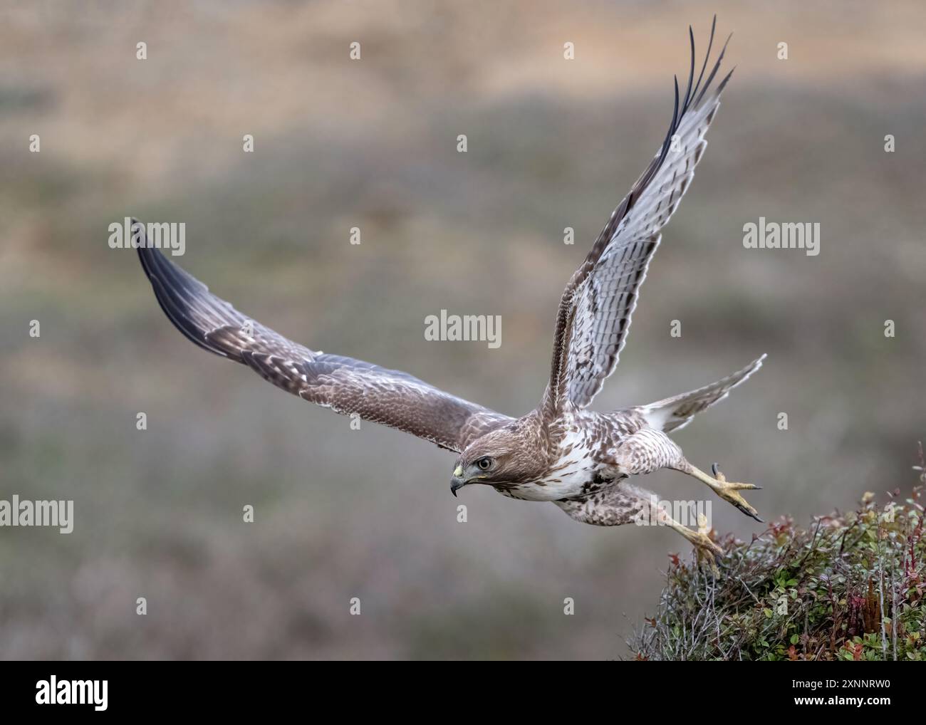 Red-tailed Hawk (Buteo jamaicensis) juvenile in flight, Point Reyes ...