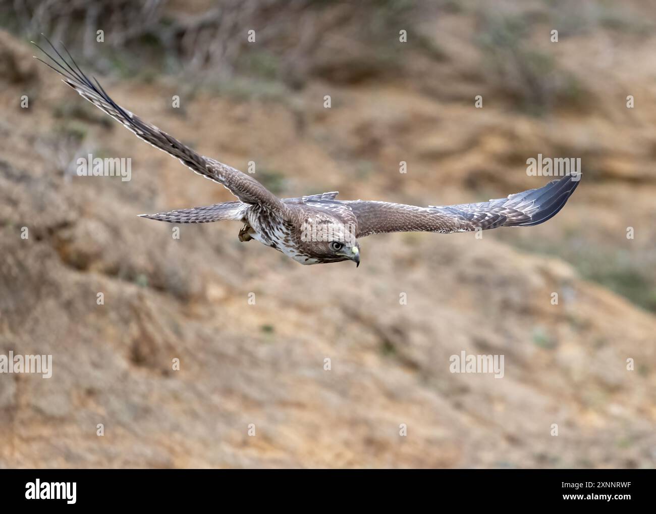 Red-tailed Hawk (Buteo jamaicensis) juvenile in flight, Point Reyes ...