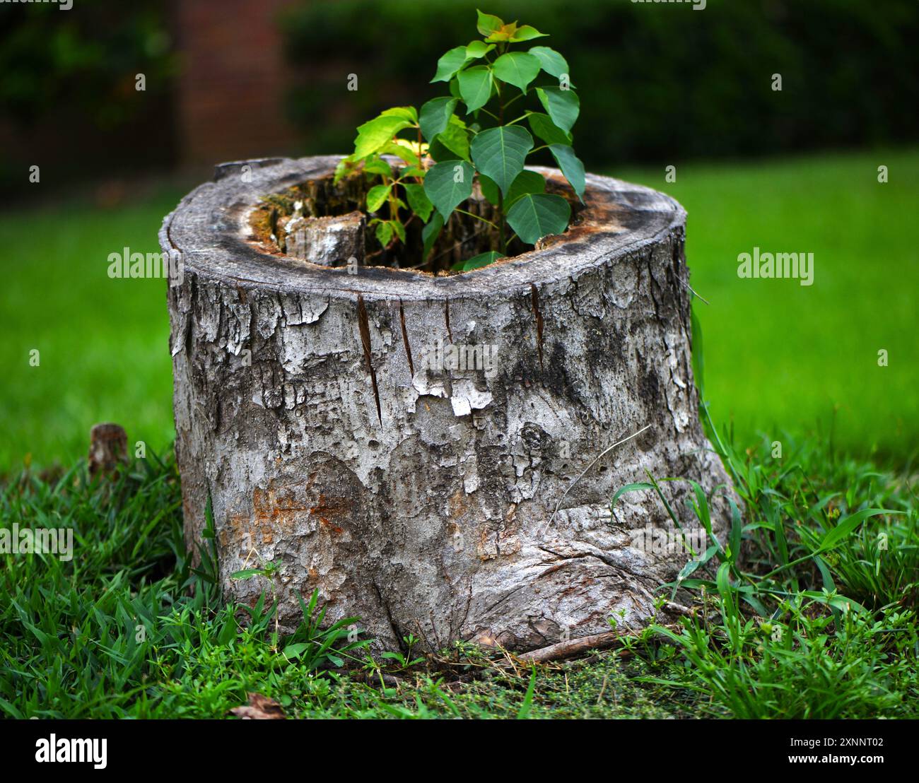 Tree stump new growth hi-res stock photography and images - Alamy