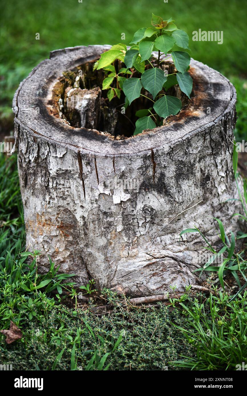 A tree within a tree Stock Photo - Alamy