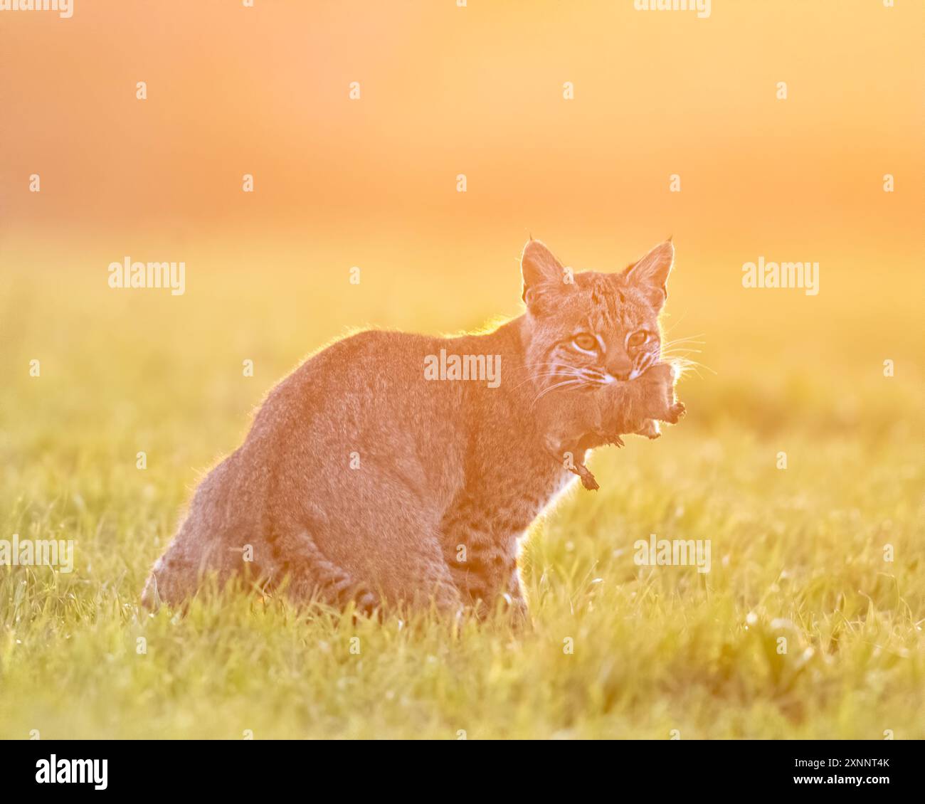 Bobcat (Lynx rufus) hunting for gopher, Point Reyes National Seashore ...