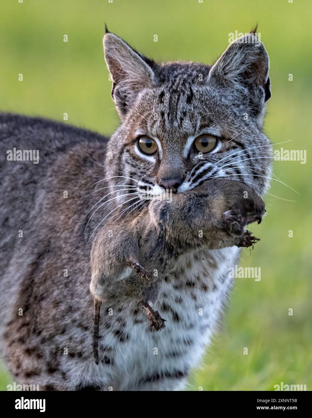 Bobcat (Lynx rufus) hunting for gopher, Point Reyes National Seashore ...