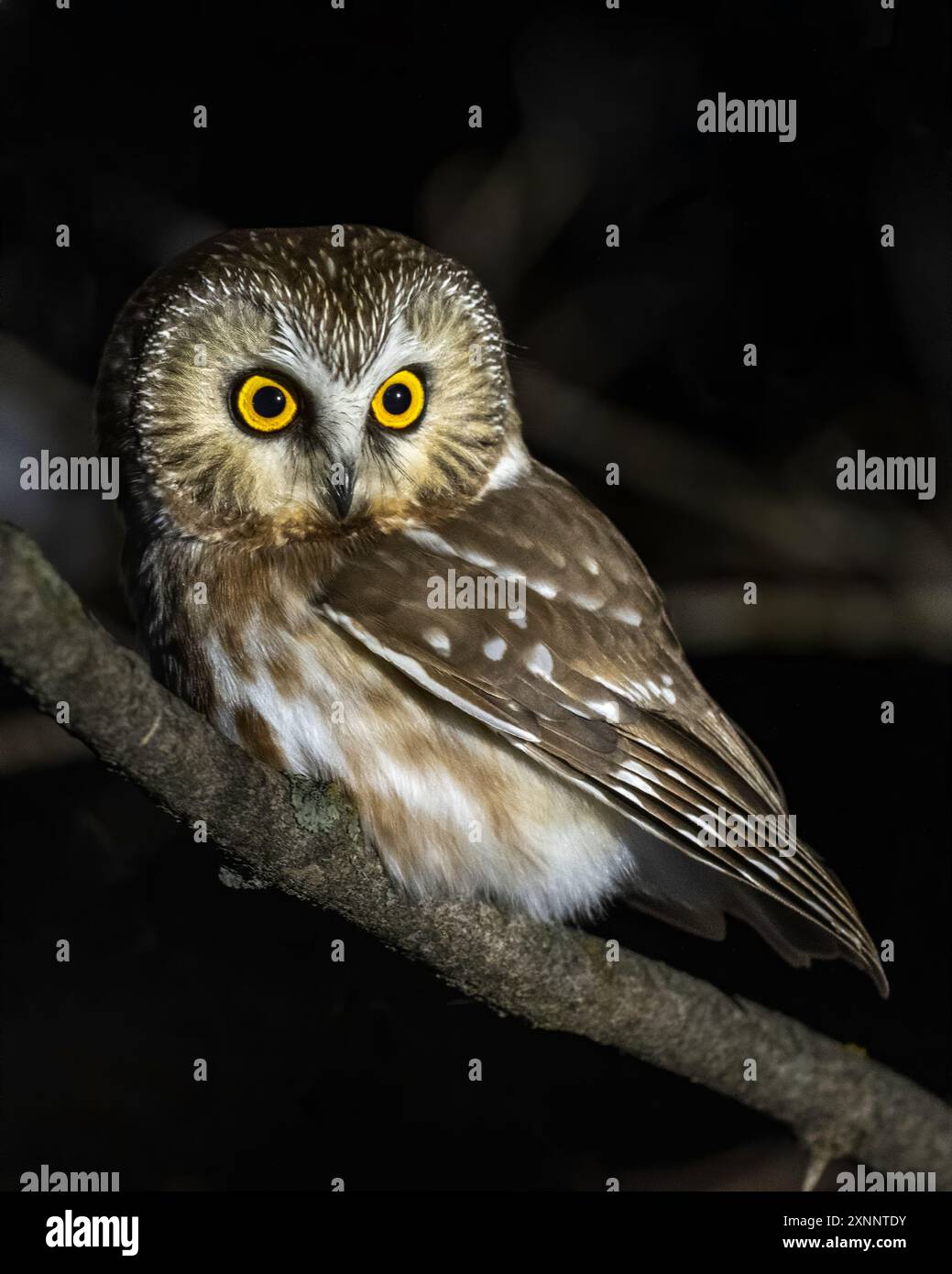 Northern Saw-whet Owl (Aegolius acadicus), Utah, North America Stock ...