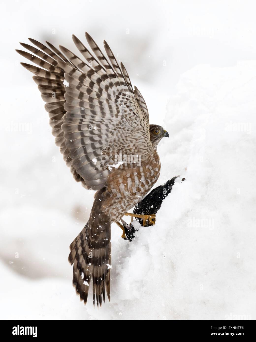 Sharp-shinned Hawk (Accipiter striatus) hunting in winter snow-storm ...
