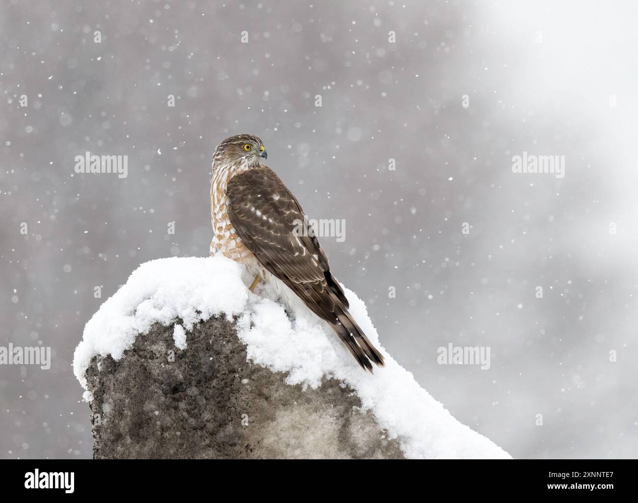 Sharp-shinned Hawk (Accipiter striatus) hunting in winter snow-storm ...