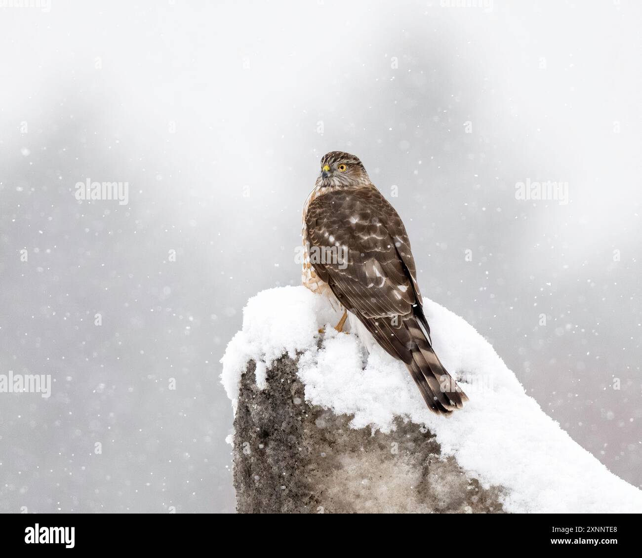 Sharp-shinned Hawk (Accipiter striatus) hunting in winter snow-storm ...