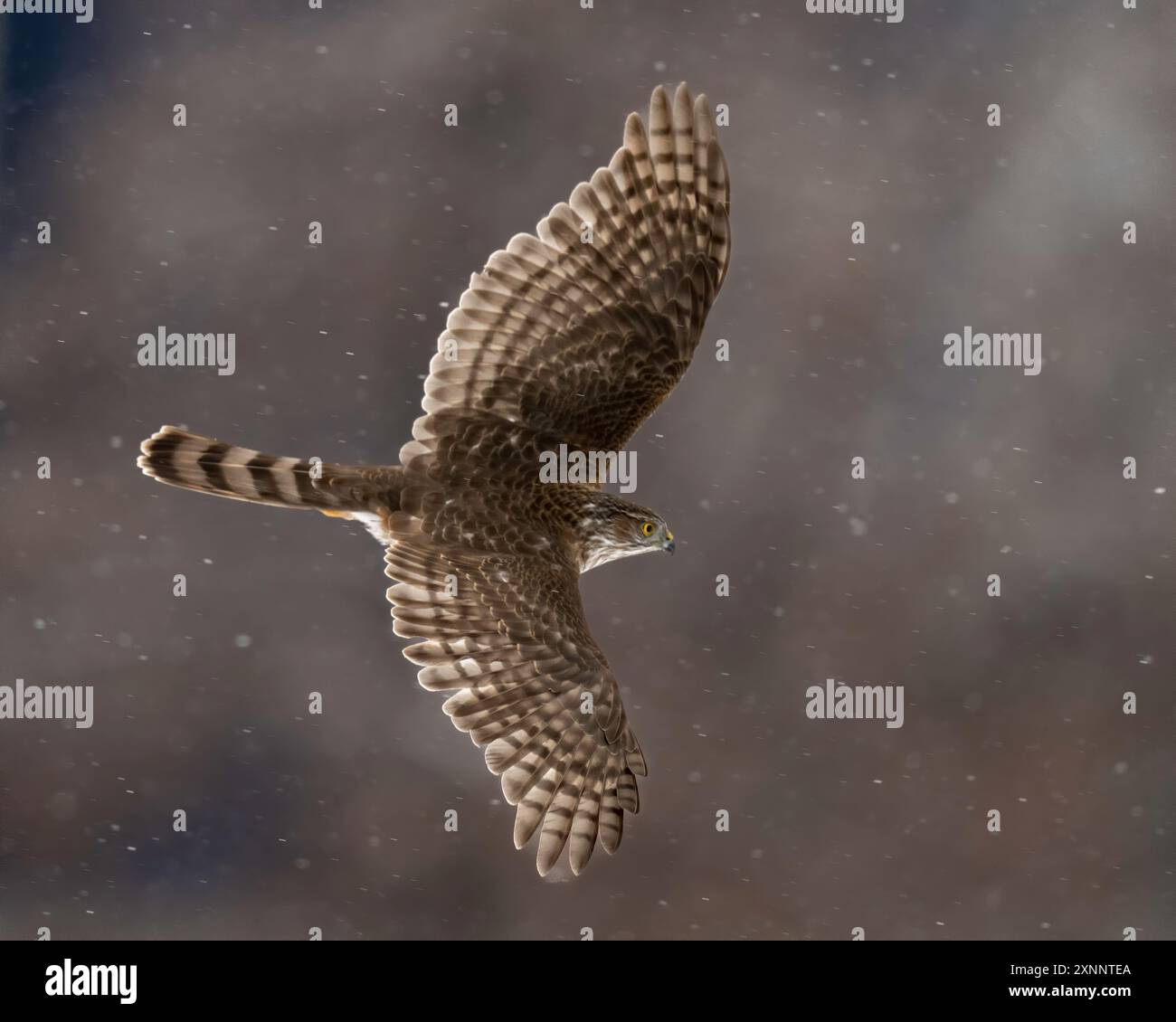 Sharp-shinned Hawk (Accipiter striatus) hunting in winter snow-storm ...