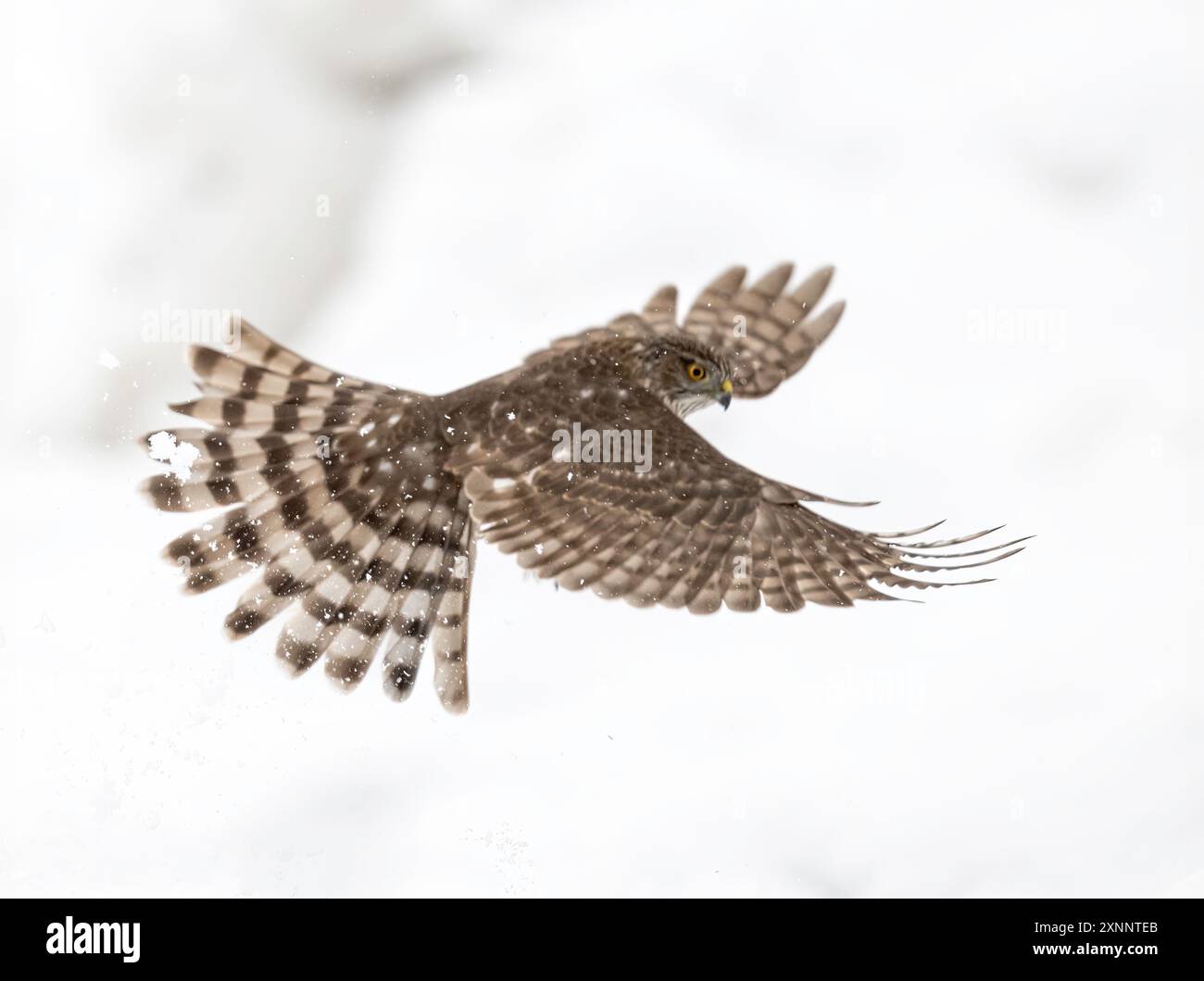 Sharp-shinned Hawk (Accipiter striatus) hunting in winter snow-storm ...