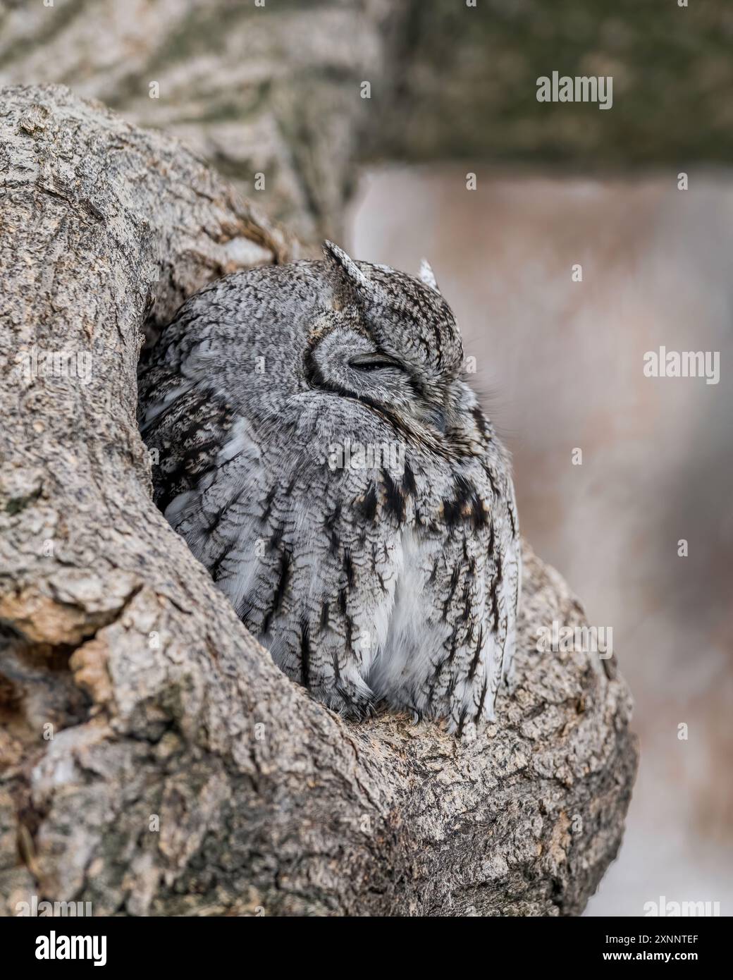 Megascops hi-res stock photography and images - Alamy