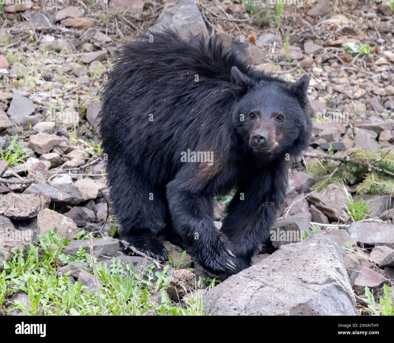American Black Bear (Ursus americanus) sow with newborn spring cub ...