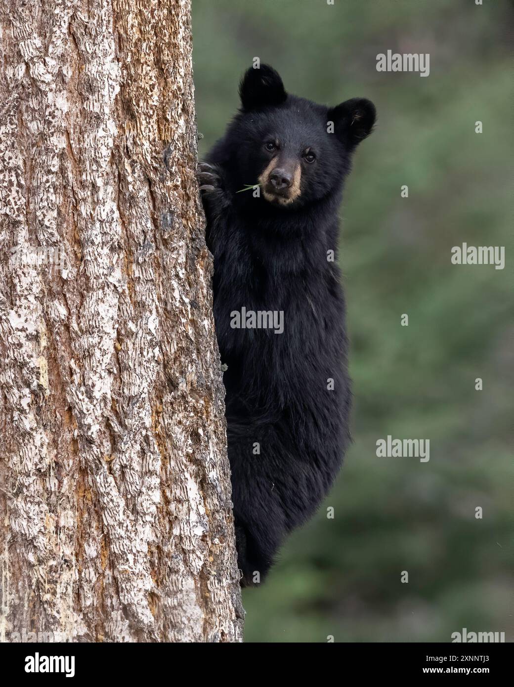 American Black Bear (Ursus americanus) sow with newborn spring cub ...
