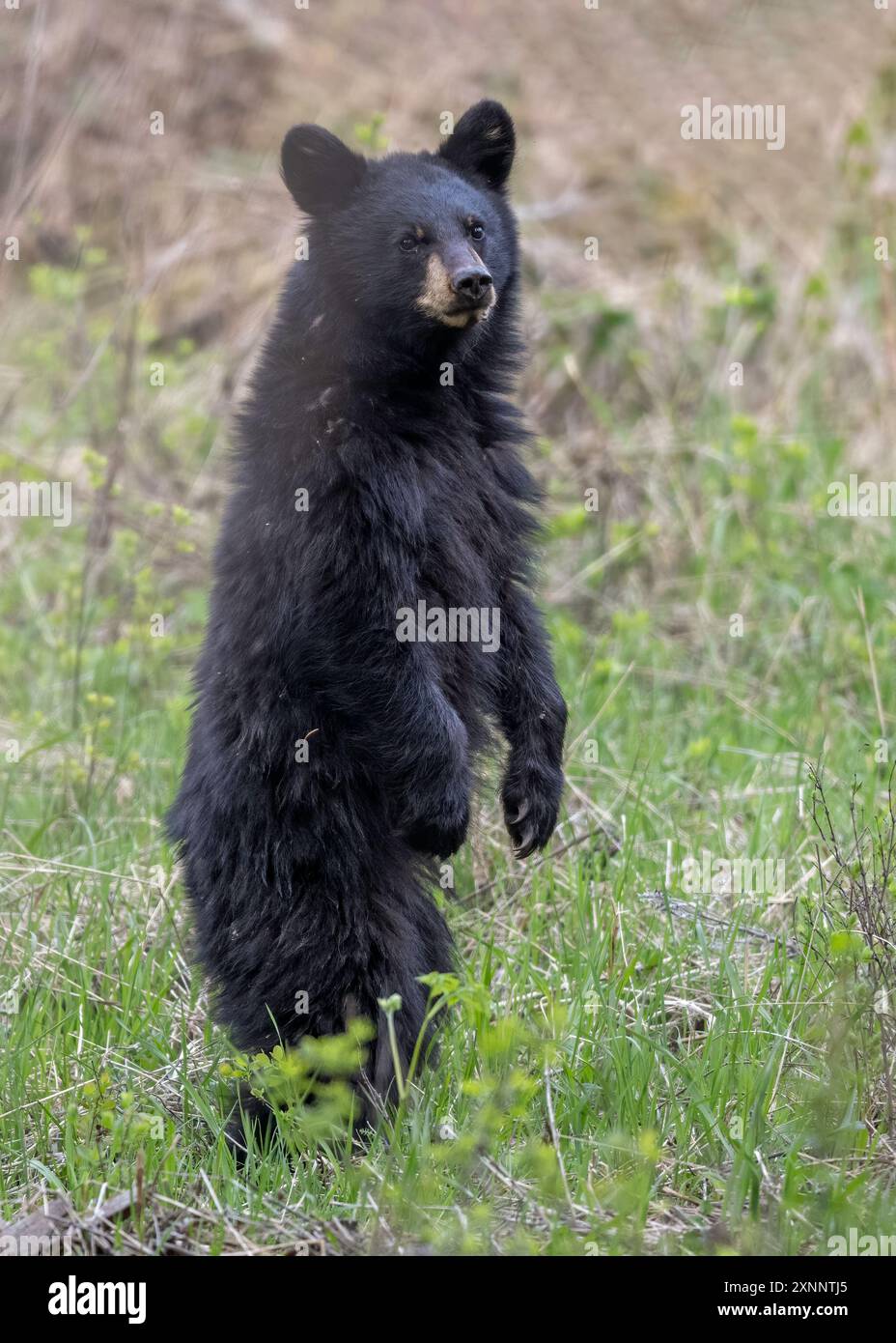 American Black Bear (Ursus americanus) sow with newborn spring cub ...
