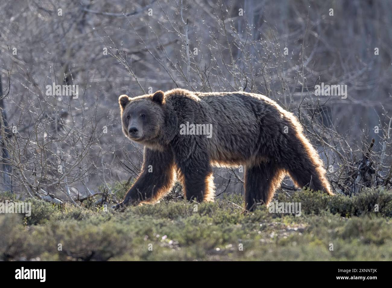Grizzly Bear female 610 (Ursus arctos horribilis) during spring in Grand Teton National Park ...