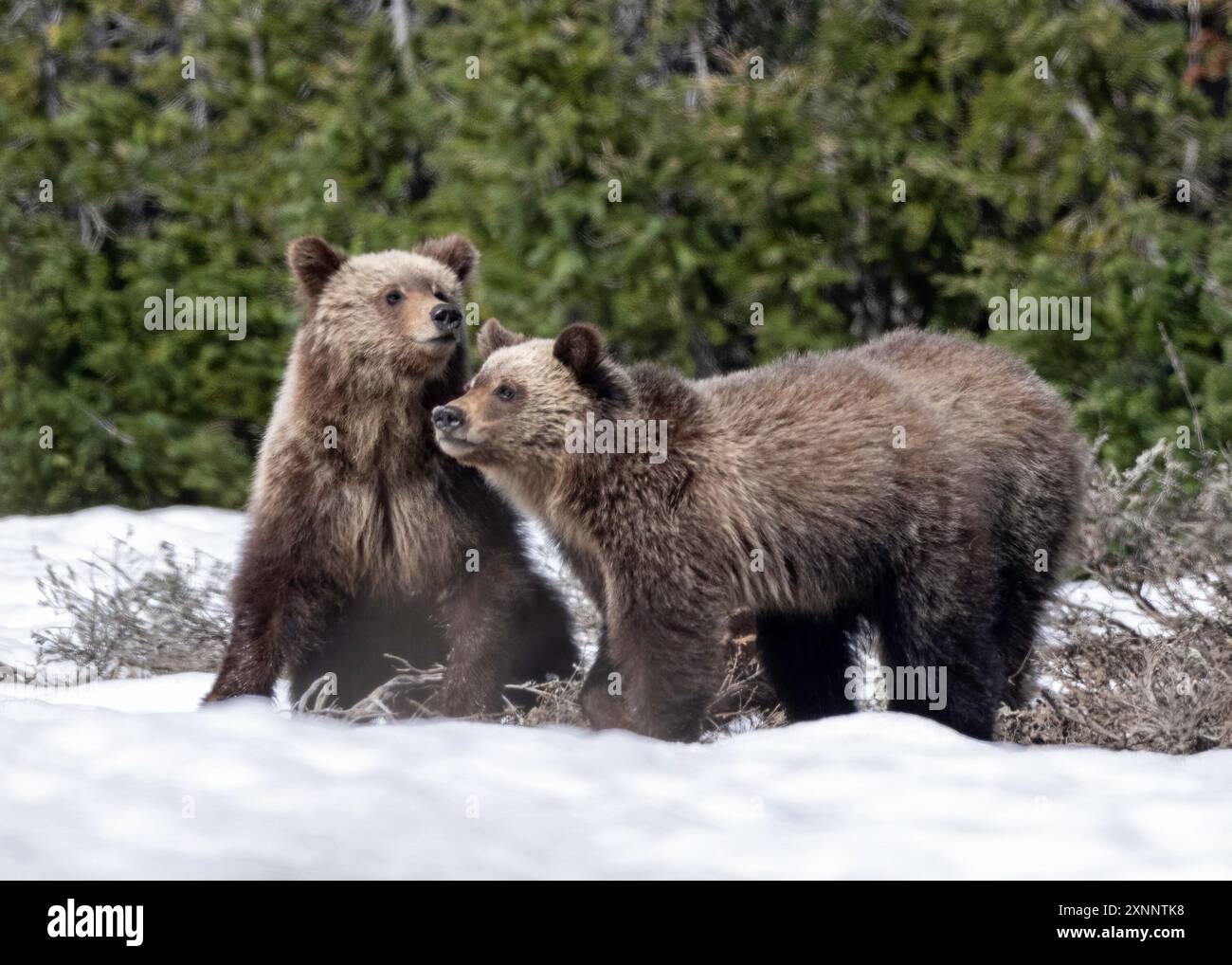 Grizzly Bear 610 cubs (Ursus arctos horribilis) during spring in Grand ...