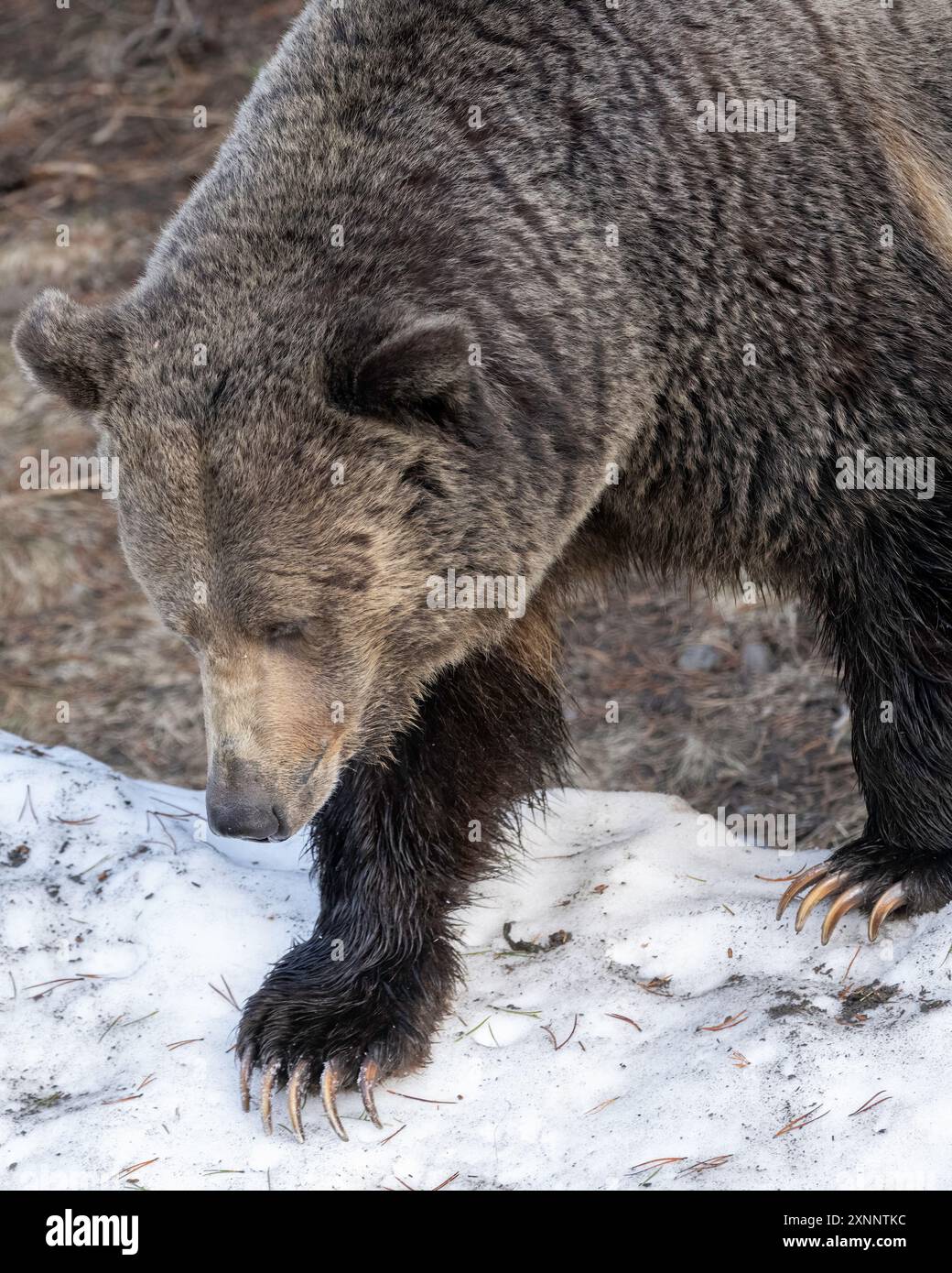 Grizzly Bear (Ursus arctos horribilis) during spring in Yellowstone National Park, Wyoming ...
