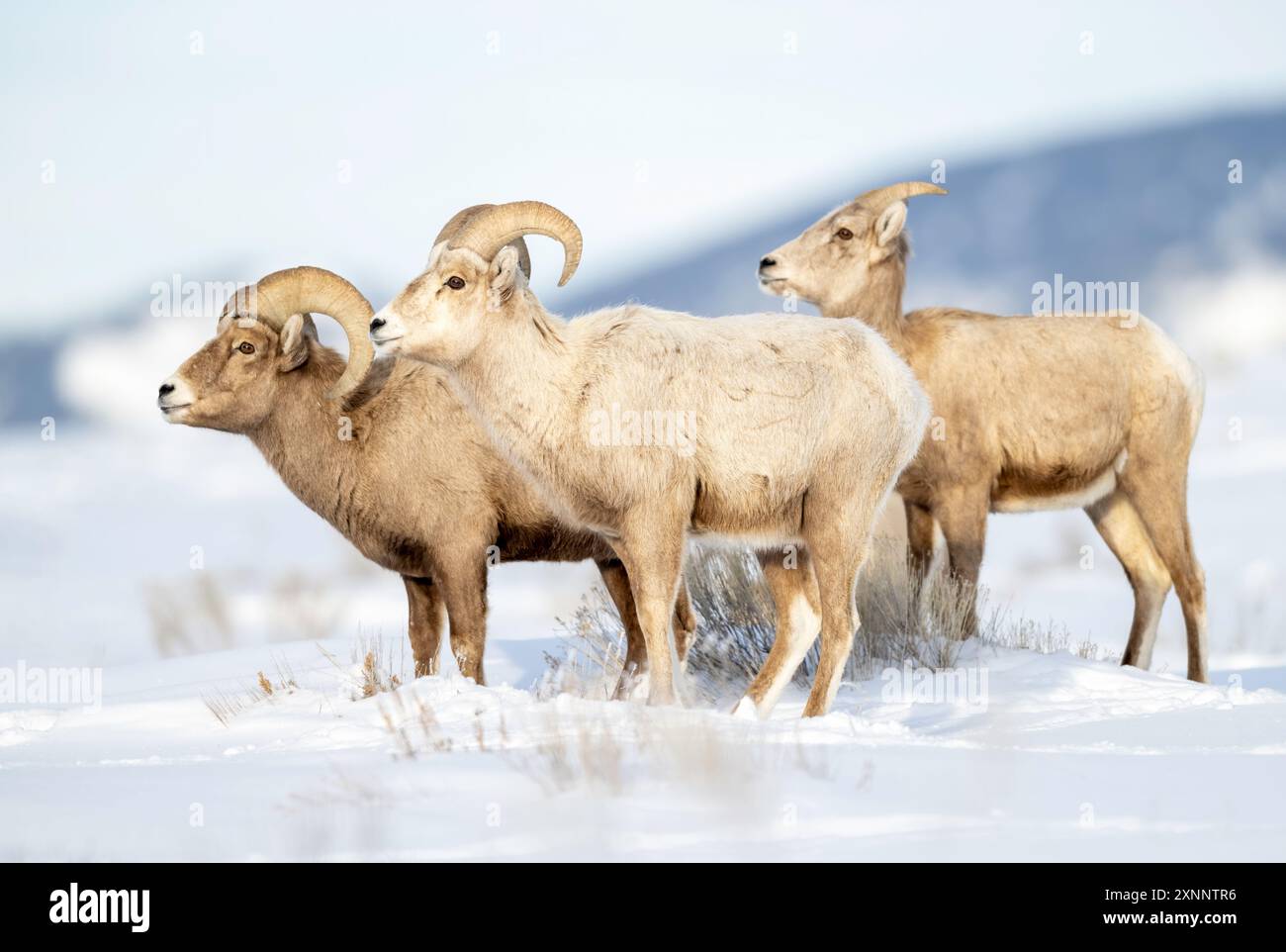 Rocky Mountain Big Horn Sheep (Ovis Canadensis canadensis) in winter ...