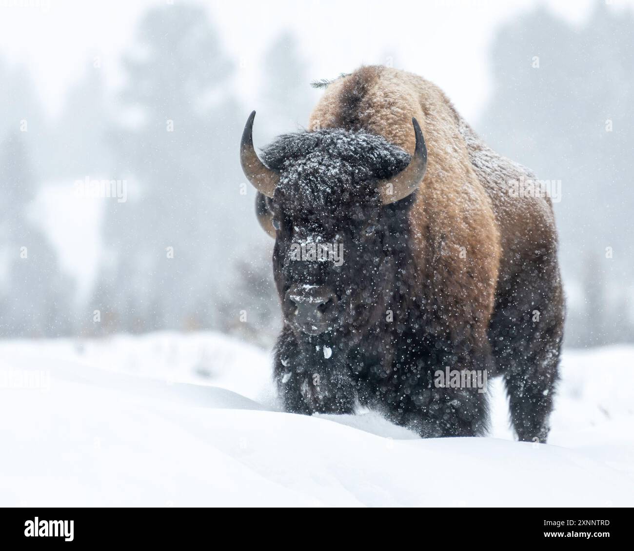 America Bison (Bison bison) bull in winter storm, Yellowstone National ...
