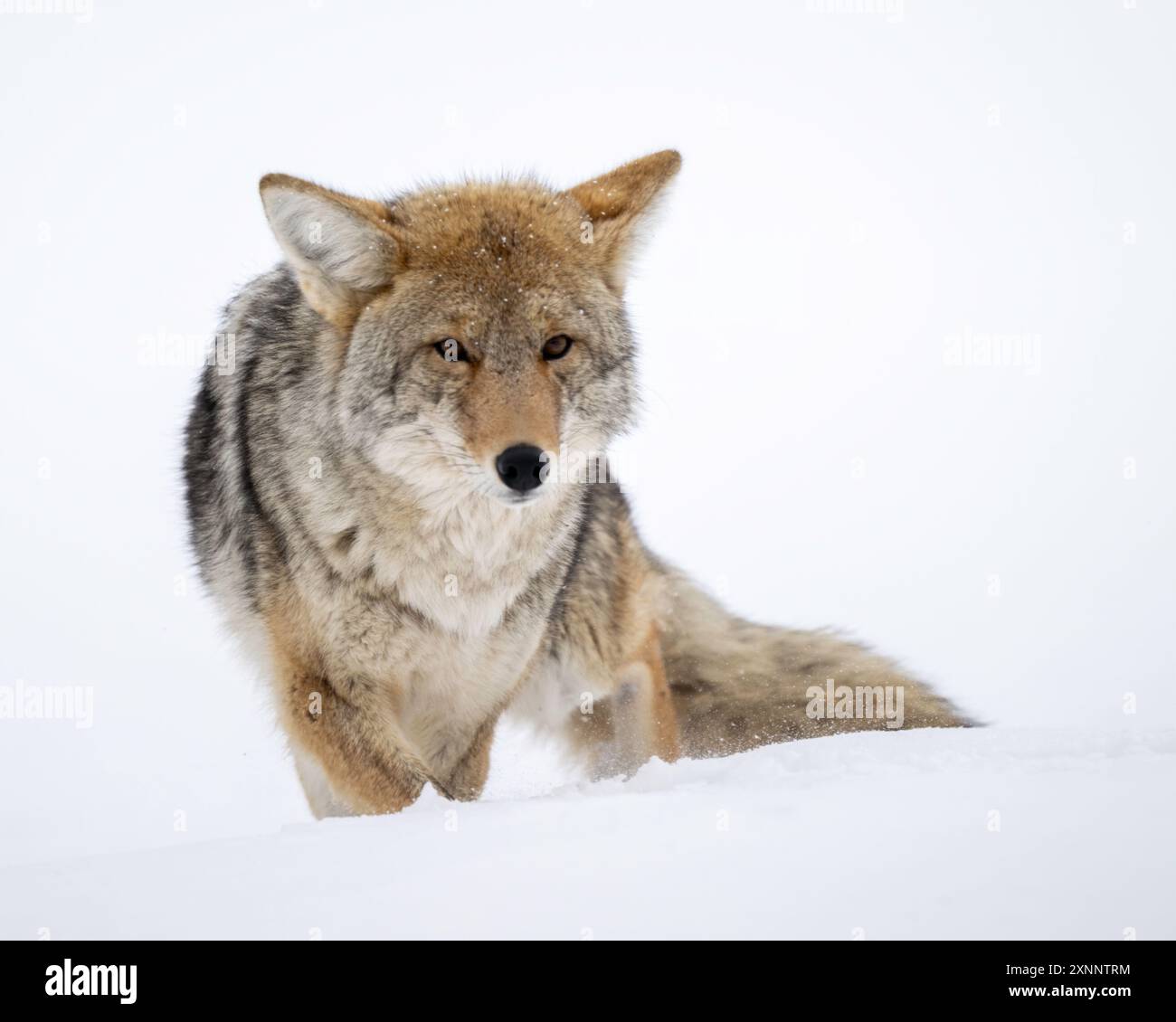 Coyote (Canis latrans) with winter coat in deep snow, Yellowstone ...