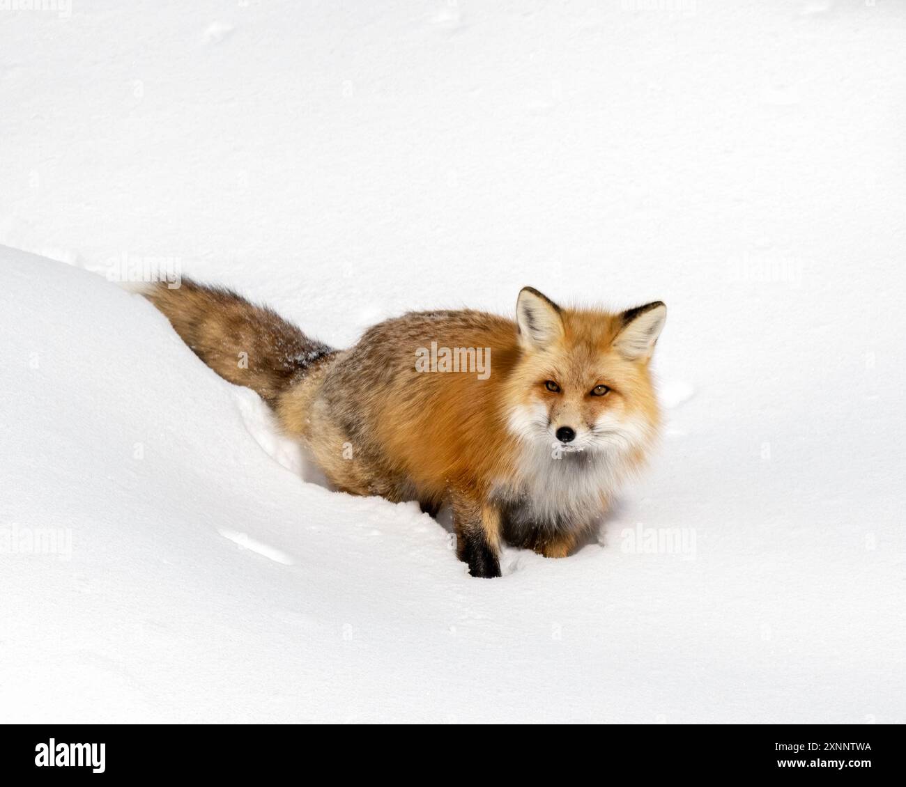Red Cross Fox (Vulpes vulpes), with winter coat, Yellowstone National ...