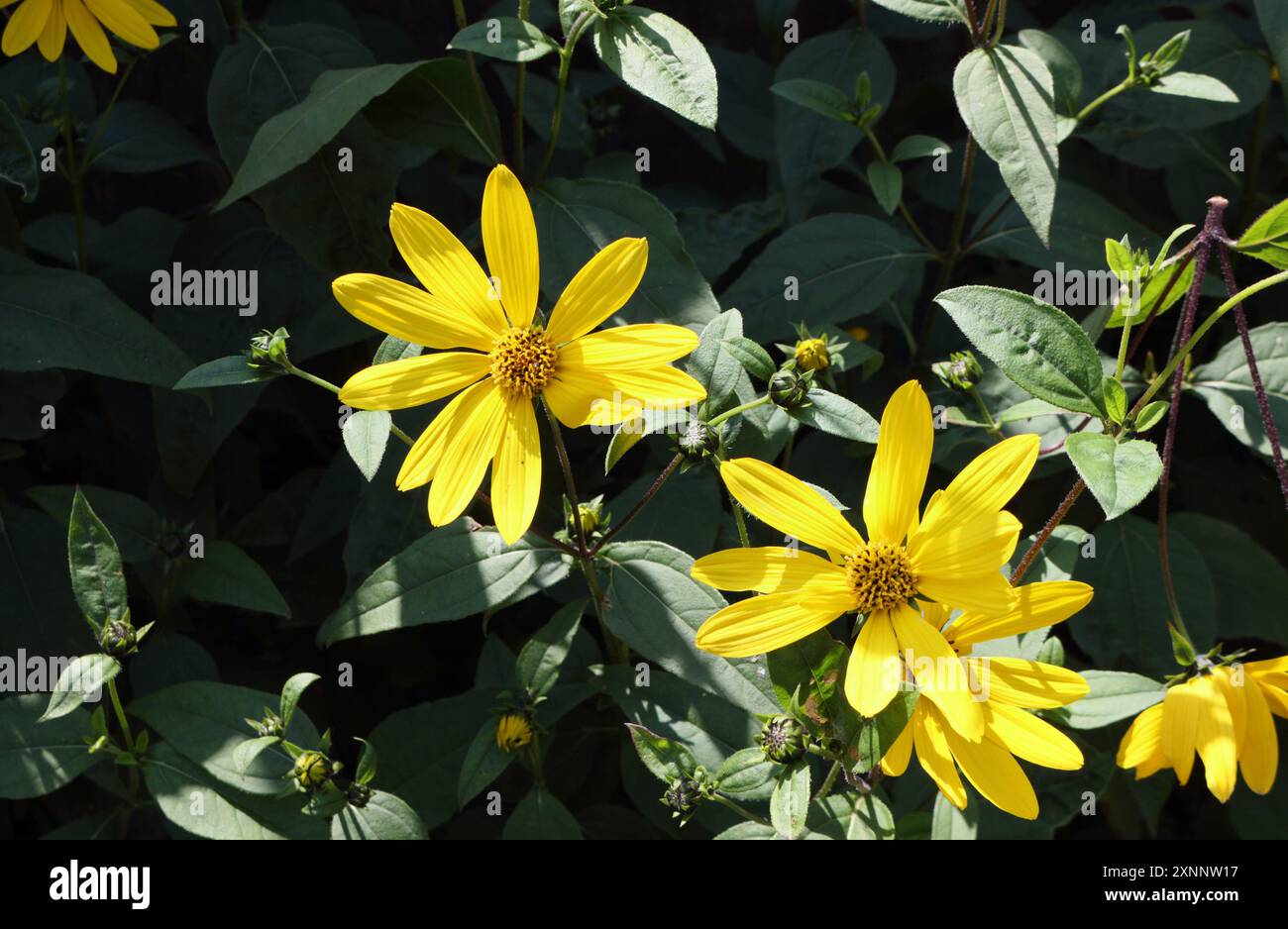 Helianthus Lemon Queen - Yellow Flowers in bloom Stock Photo - Alamy