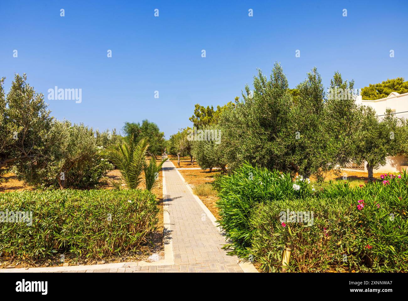 Pedestrian alley in hotel with tropical trees and olive trees against ...