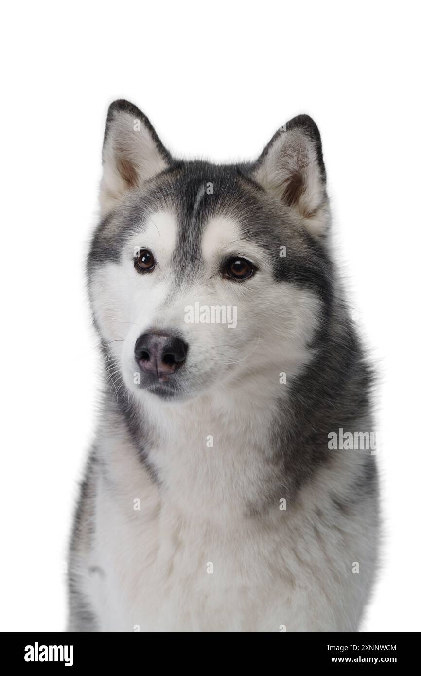 This profile shot of a Siberian Husky captures its dignified expression ...