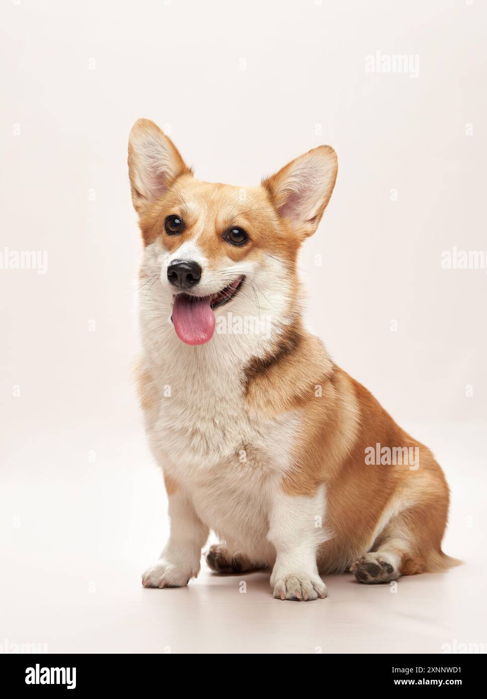 A Corgi sits elegantly against a soft background, its gaze fixed ...