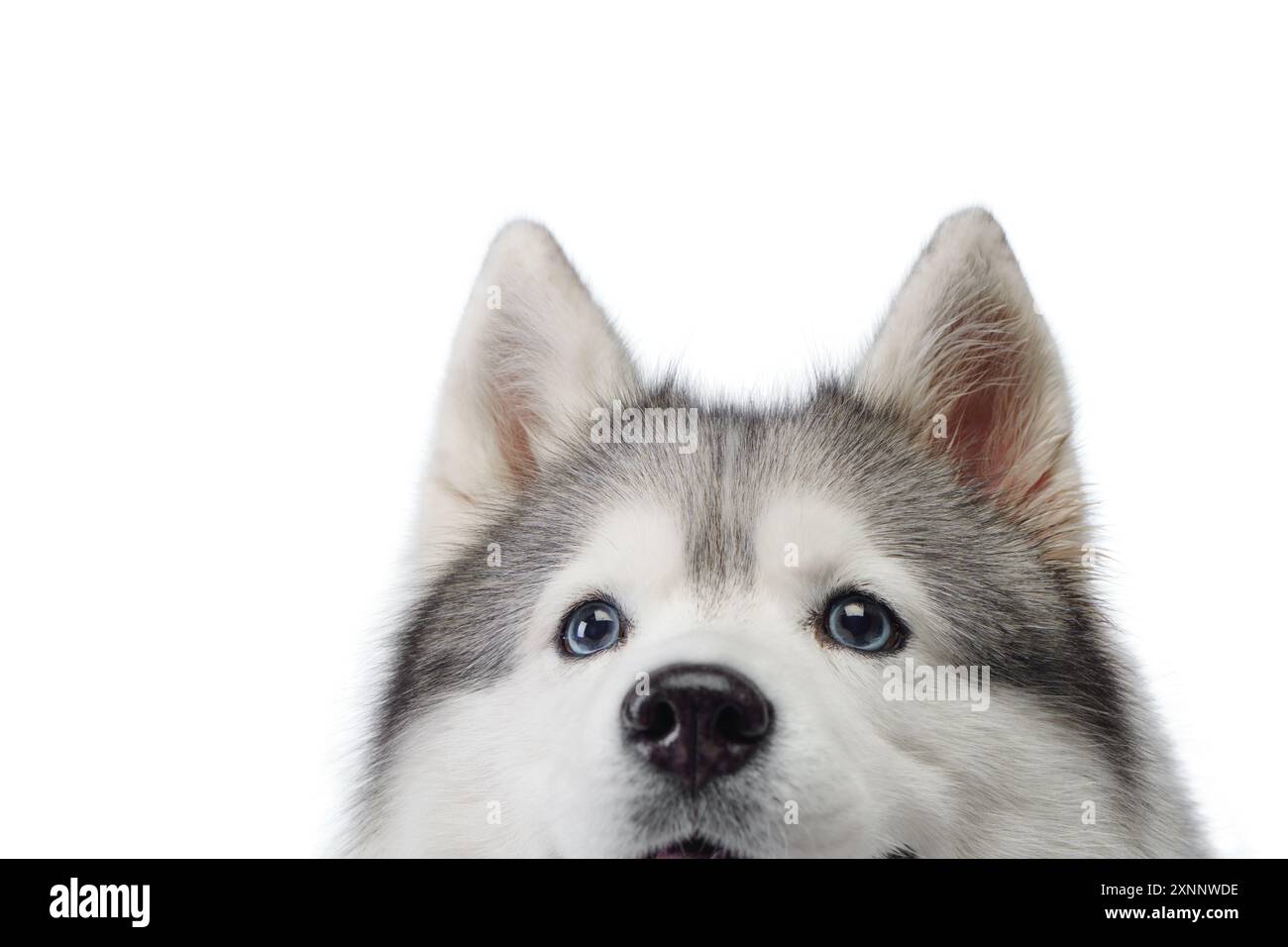 A close-up view captures the intense gaze of a Siberian Husky. dogs ...