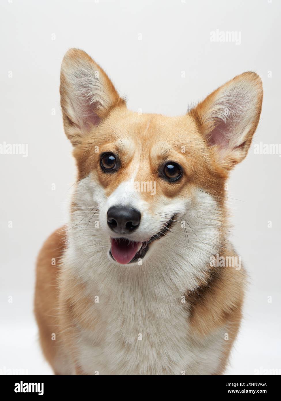 Spirited posture hi-res stock photography and images - Alamy