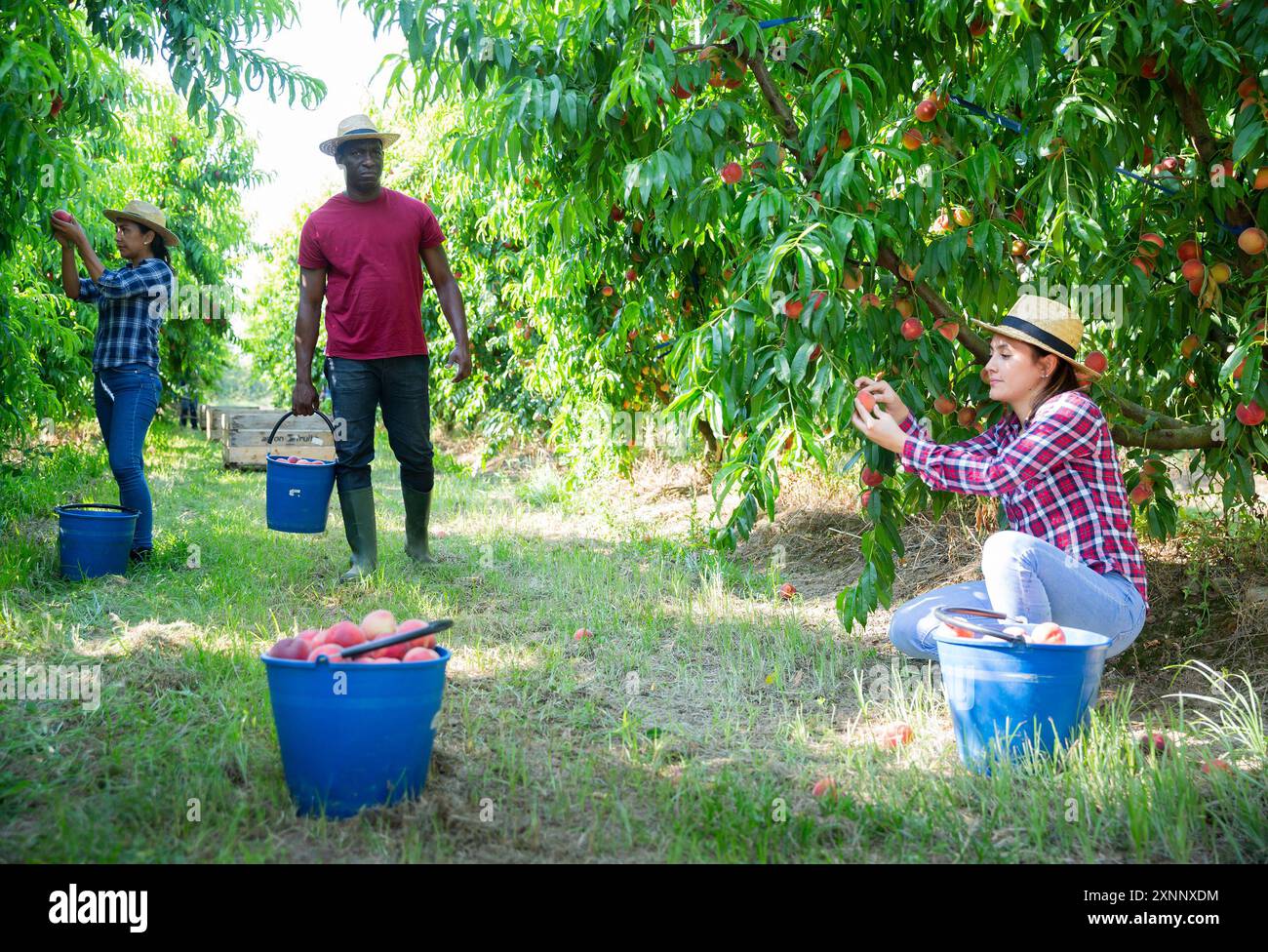 People gathering harvest of peaches in farm orchard Stock Photo - Alamy
