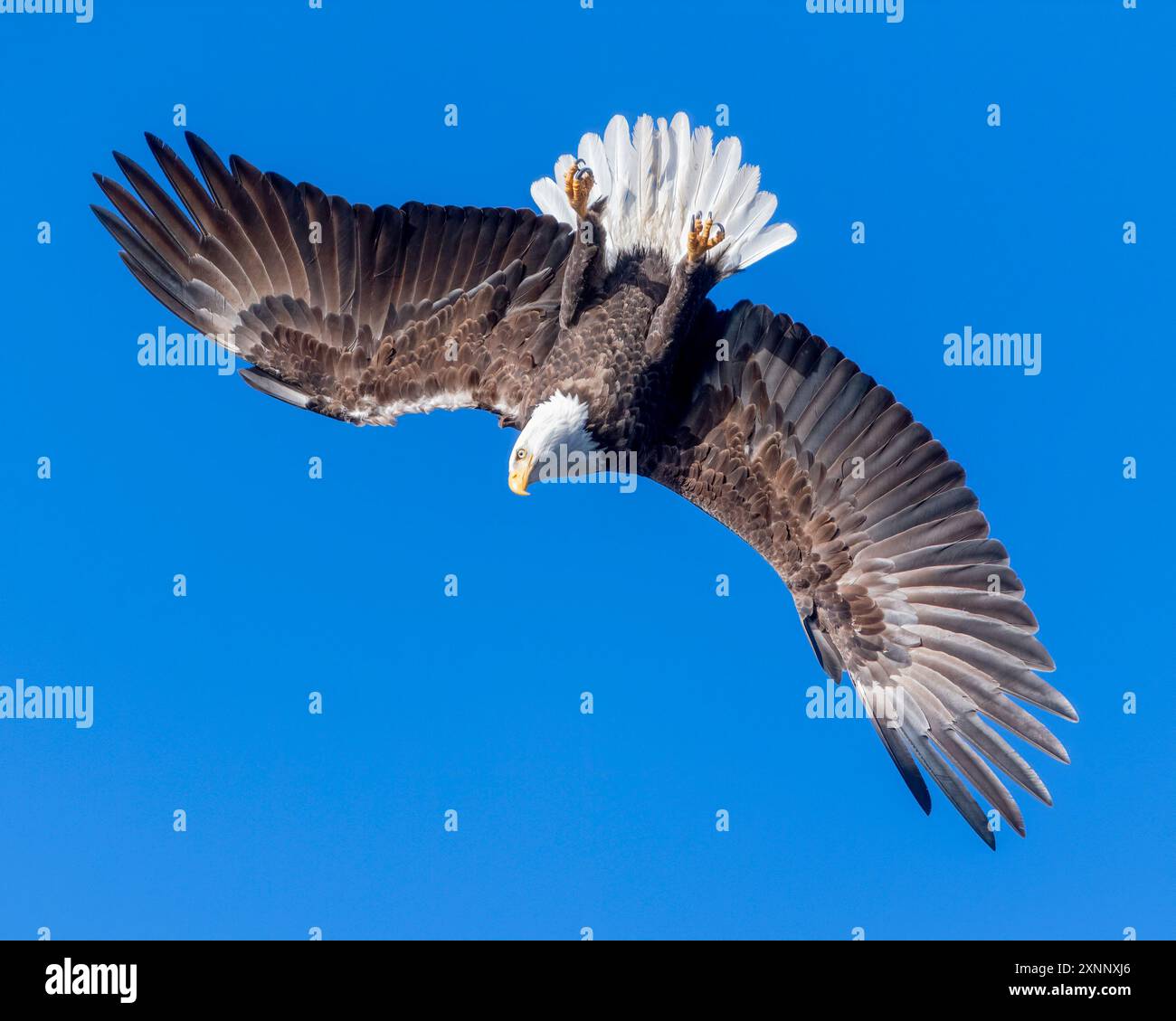 Bald Eagle (Hiliaeetus leucocephalus), Homer Alaska Stock Photo - Alamy
