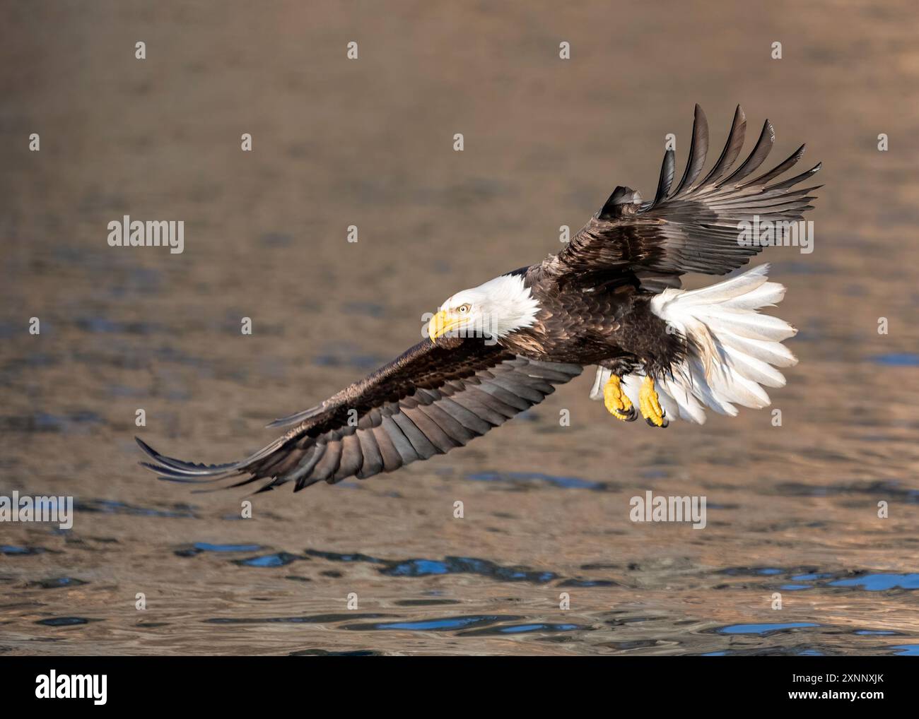 Bald Eagle (Hiliaeetus leucocephalus), Homer Alaska Stock Photo - Alamy