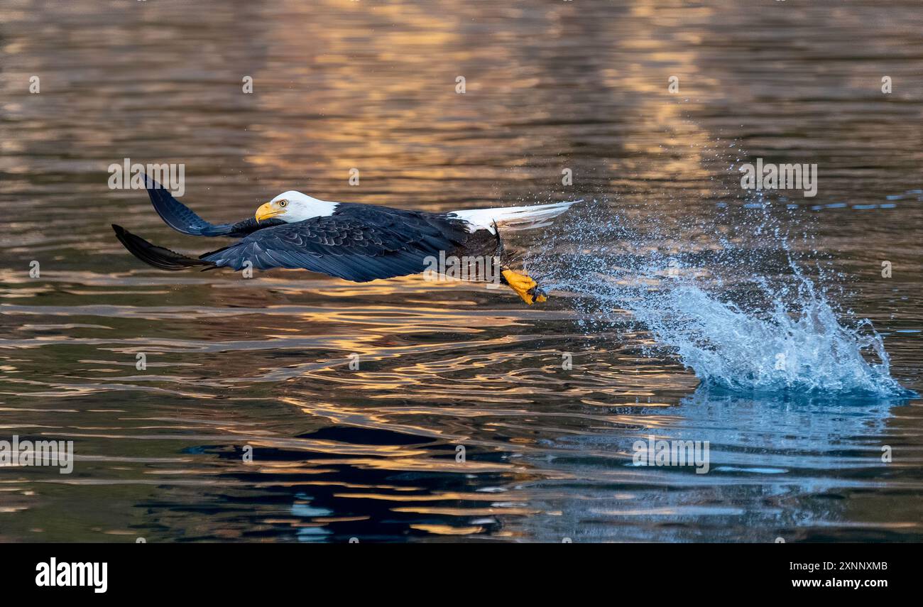 Bald Eagle (Hiliaeetus leucocephalus), Homer Alaska Stock Photo - Alamy