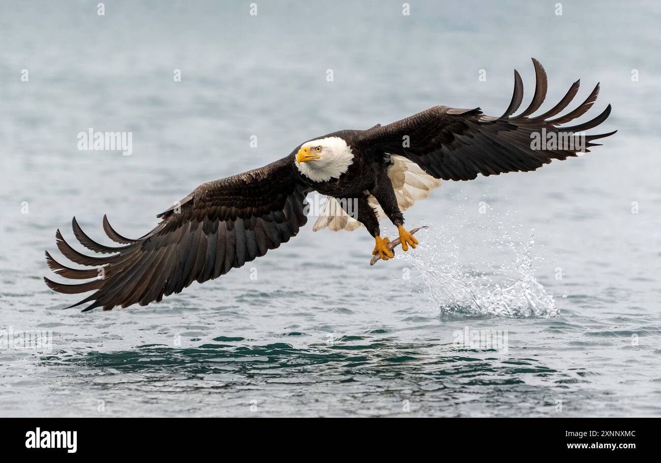 Bald Eagle (Hiliaeetus leucocephalus), Homer Alaska Stock Photo - Alamy