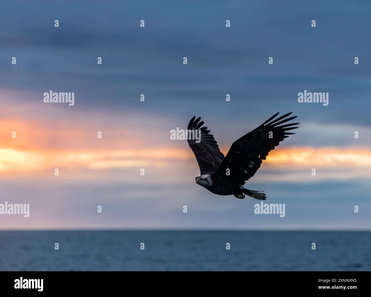 Bald Eagle (Hiliaeetus leucocephalus), Homer Alaska Stock Photo - Alamy