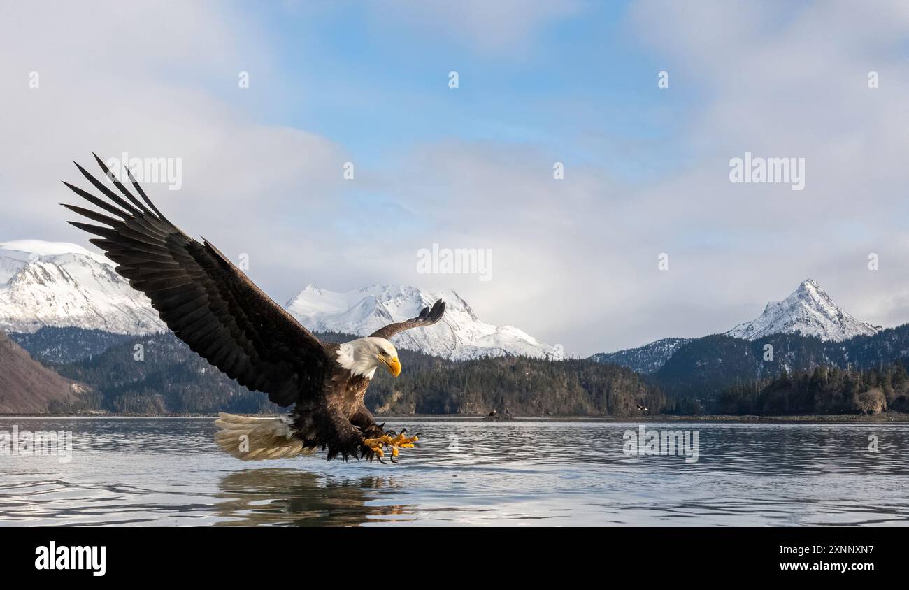 Bald Eagle (Hiliaeetus leucocephalus), Homer Alaska Stock Photo - Alamy