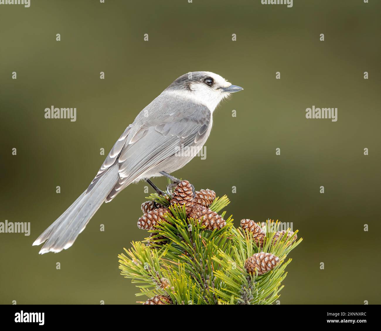 The Canada jay (Perisoreus canadensis, gray jay, grey jay, camp robber ...