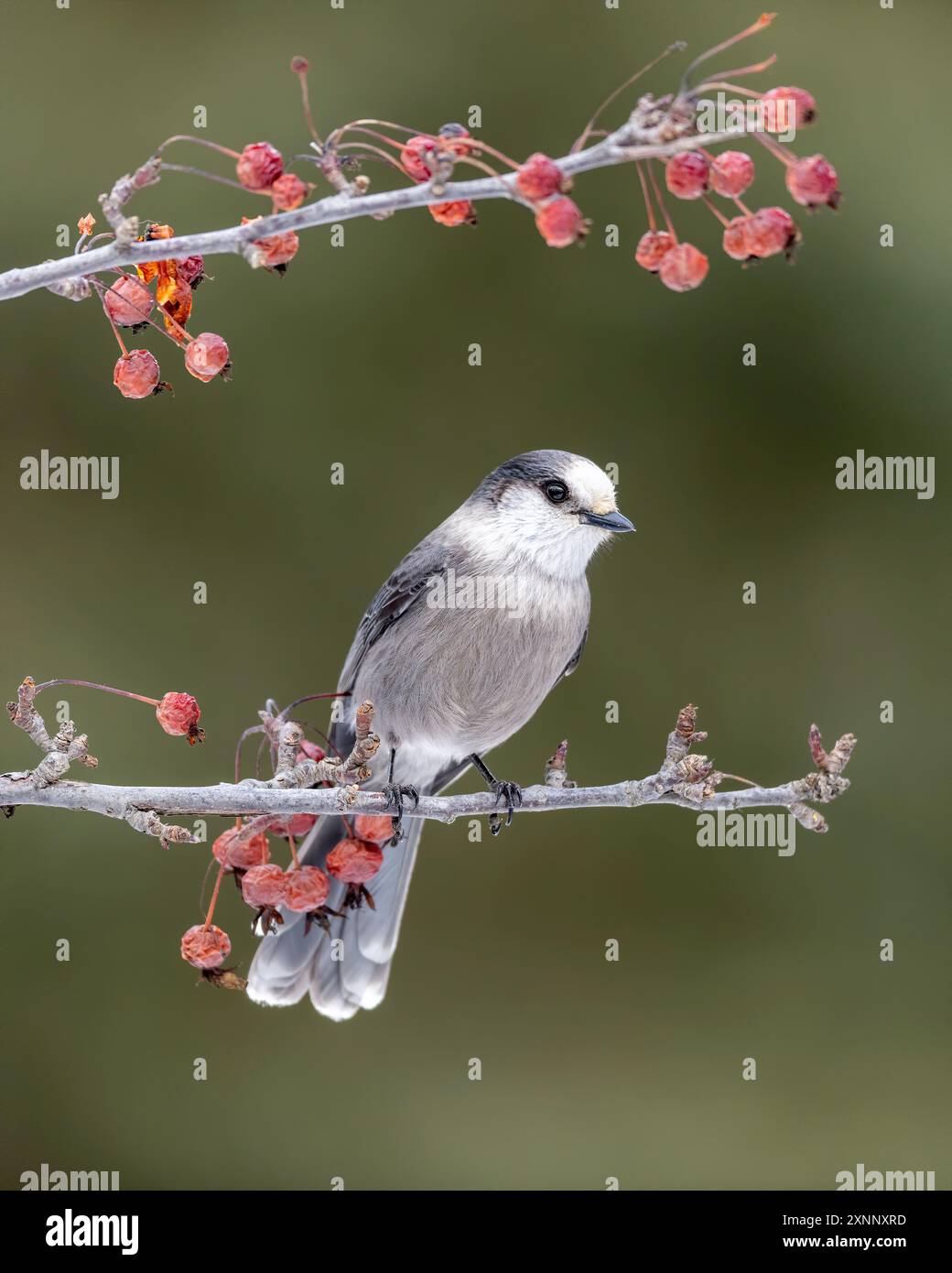 Fluffy bird north america hi-res stock photography and images - Alamy
