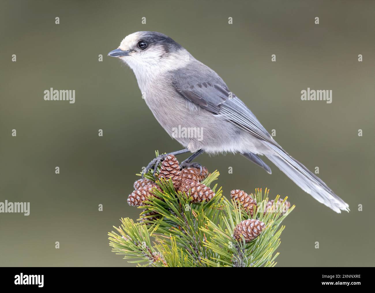The Canada jay (Perisoreus canadensis, gray jay, grey jay, camp robber ...