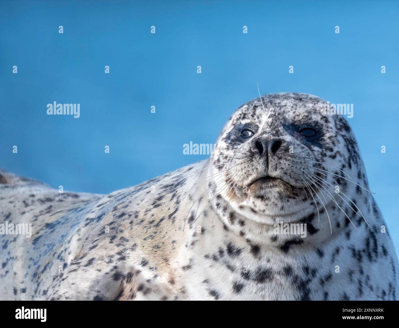 The harbor seal (Phoca vitulina, also known as the common seal, is a ...