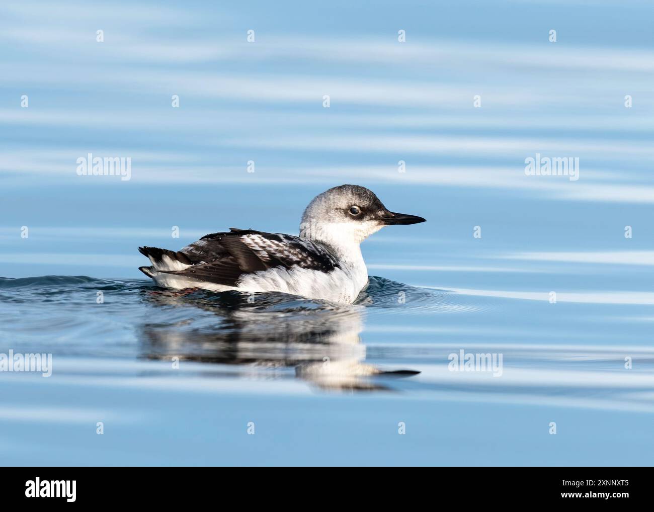 Pigeon Guillemot (Cepphus columba), Non-breeding adult / immature. A medium-sized seabird with a ...