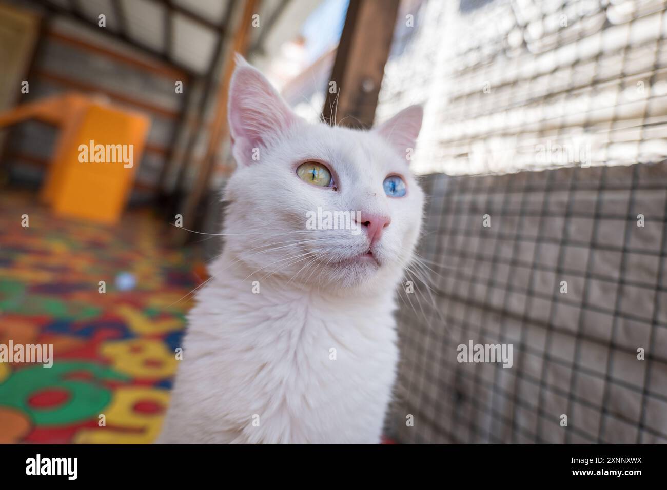 Van cat famous breed hi-res stock photography and images - Alamy