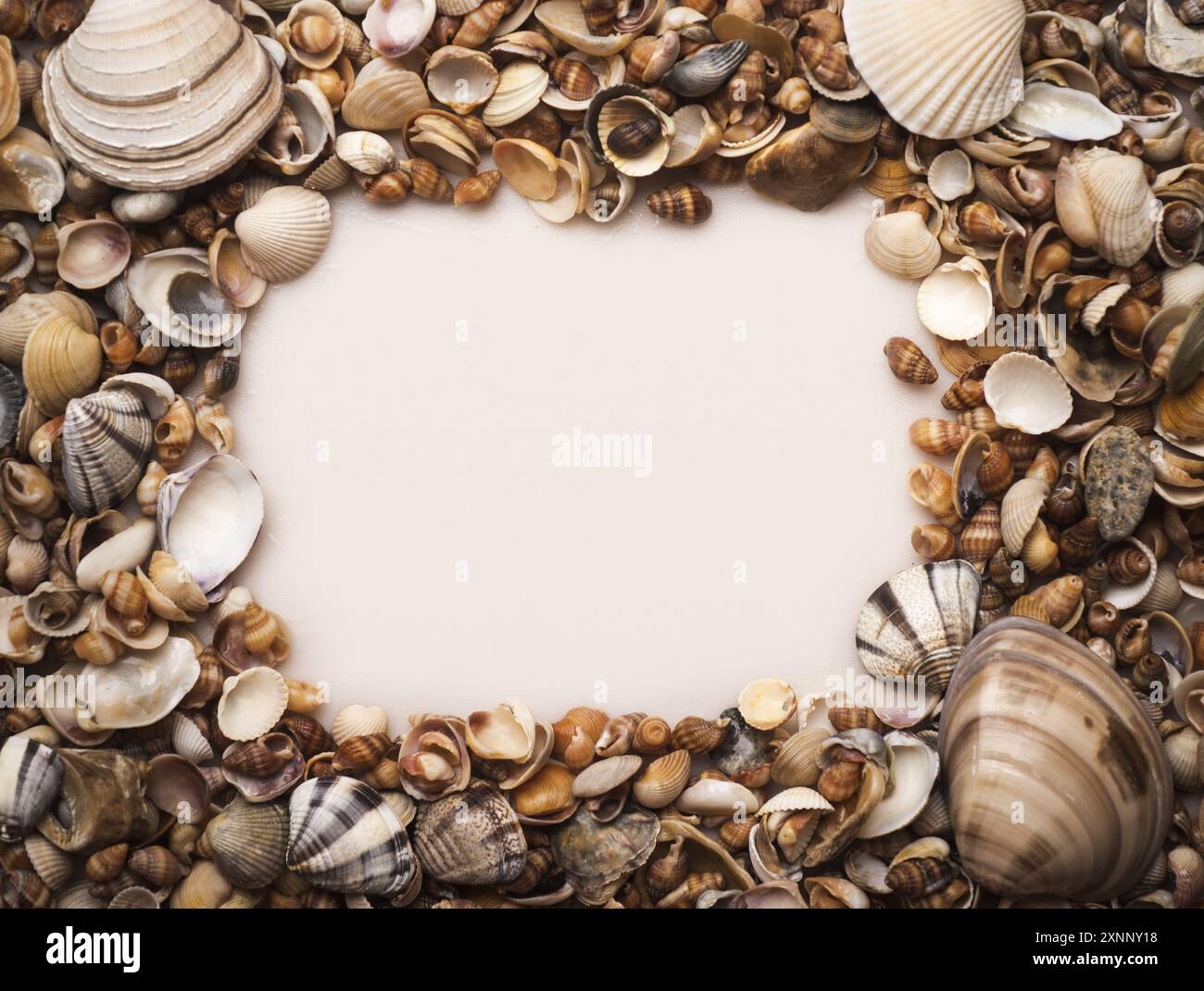 Sea shells frame background. Seashells for wallpaper. Colorful shells ...